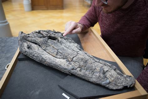 Oldest Crocodile Fossil