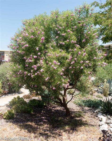 Chilopsis Linearis Burgundy Desert Willow Candj Gardening Center