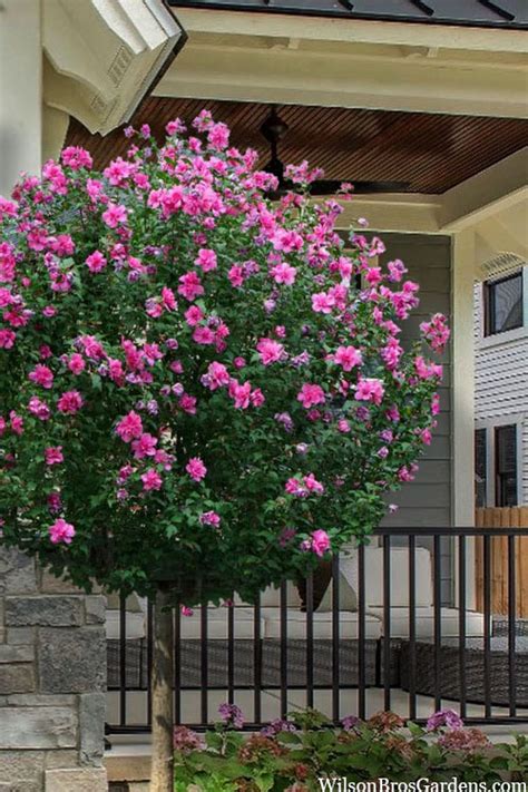 Patio Rose Of Sharon At Amanda Barbour Blog