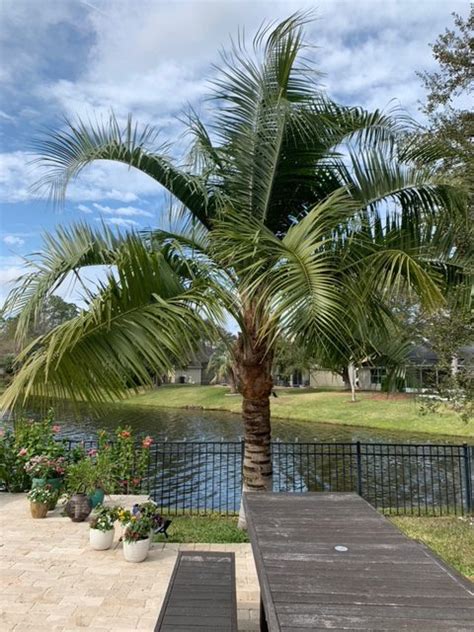 Mule Palm Pindo Queen Hybrid Jax Palm Trees
