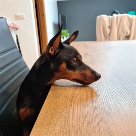 Srnin Pinč Z Rodovnikom