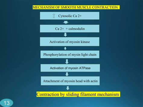 Contraction And Relaxtaion Of Vascular Smooth Muscle Pptx