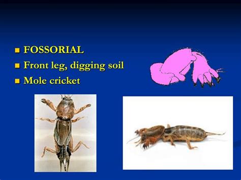 Ppt Types Of Insects Legs Powerpoint Presentation Id4700202