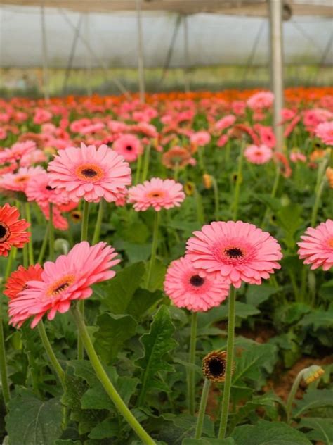 Yadu Agrotech Posted On Linkedin