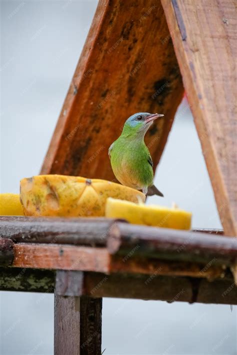 Belos Pássaros Coloridos Na Natureza Se Alimentando De Vários Tipos De Frutas Foto Premium