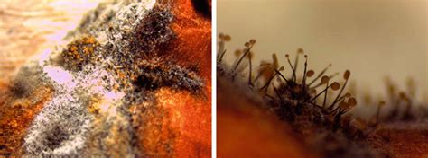 White Mycelia And Black Perithecia Of C Fimbriata On The Surface Of