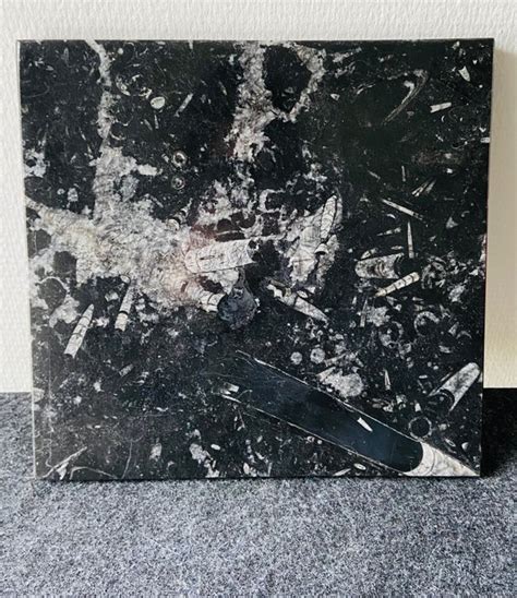 Nautiloid Fossil Mortality Plate Orthoceras 31 Cm 30 Cm Catawiki