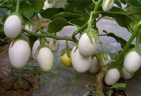 Why Is Brinjal Called Eggplant Class 11 Biology Cbse
