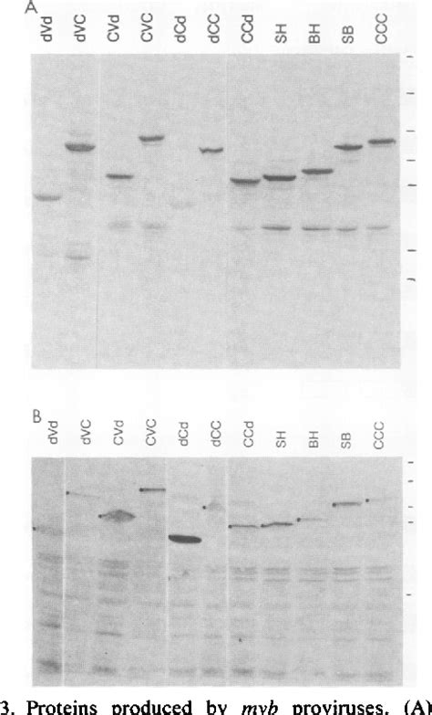 Figure 1 From Protein Truncation Is Required For The Activation Of The C Myb Proto Oncogene