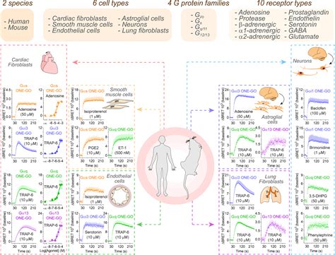 Direct Interrogation Of Context Dependent Gpcr Activity With A Universal Biosensor Platform Cell