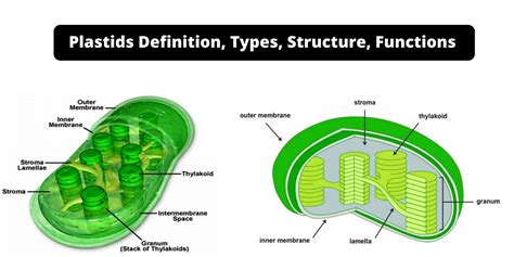 Integral Protein Definition Types Structure Functions Examples