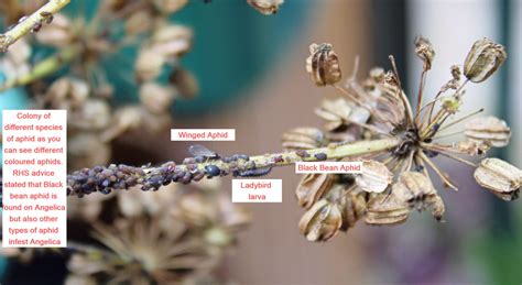 Plant Pest Black Bean Aphid Life Cycle And Control Leafy Learning