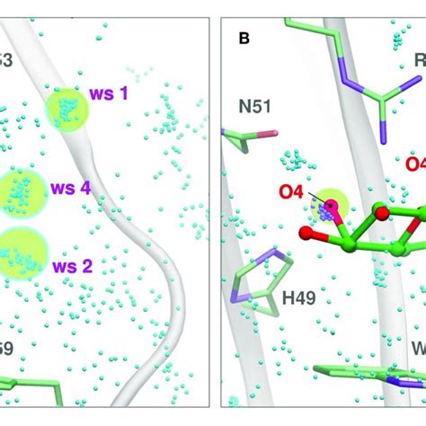 Solvent Structure Determination By Molecular Dynamics Of Gal 7 Cbs