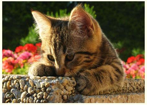 Kleiner Dicker Kater Foto And Bild Tiere Haustiere Katzen Bilder Auf Fotocommunity