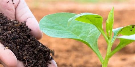 Vermicomposting The Wonderful World Of Worms Voice Of Ladakh