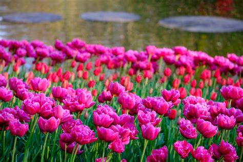 Pink Colour Tulips Reflecting The Sun At Keukenhof Gardens Lisse South Holland Photographed