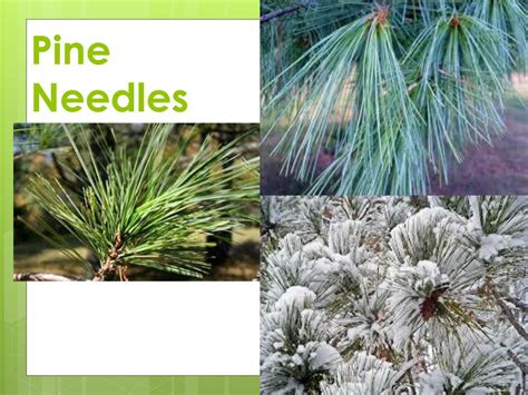 Ppt Plant Adaptations Powerpoint Presentation Free Download Id2571558