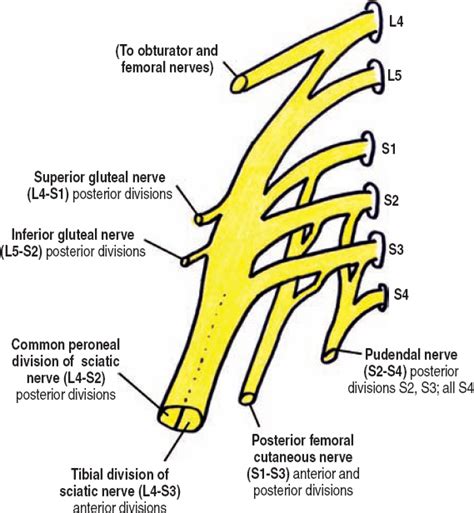 Inferior Cluneal Nerve Origin