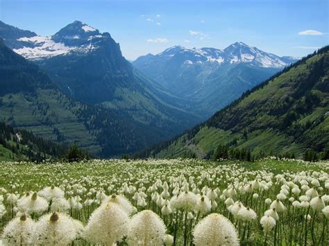 Unusually Large Bear Grass Bloom In Glacier National Park