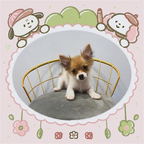 Mini Pomchi Onlypaws Sg
