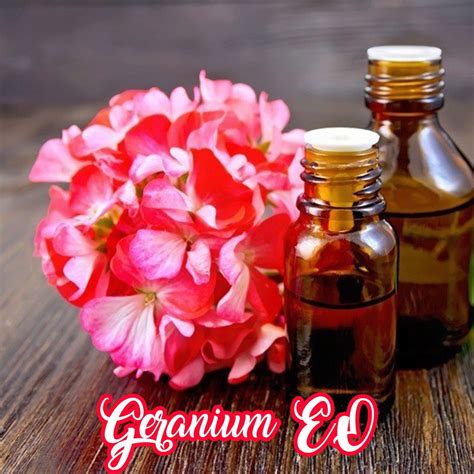 Jual Geranium Pure Essential Oil 10 Ml Shopee Indonesia