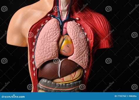 Inside Human Body Real Pictures Art Jiggly