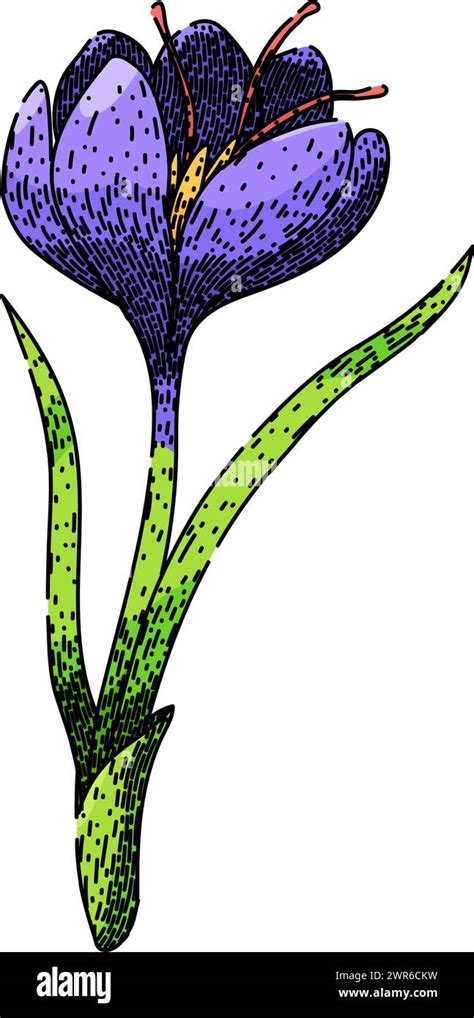 Crocus Vernus Purple Flower Stock Vector Images Alamy