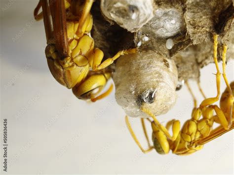 Young Yellow Colour Paper Wasps On Its Nest Polistes Species Closeup
