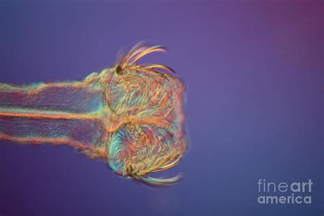 Arrow Worm Photograph By Thomas Fromm