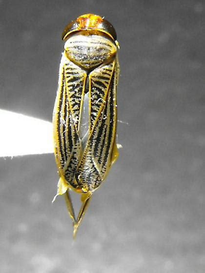 Water Boatman Sigara Trilineata Bugguide Net