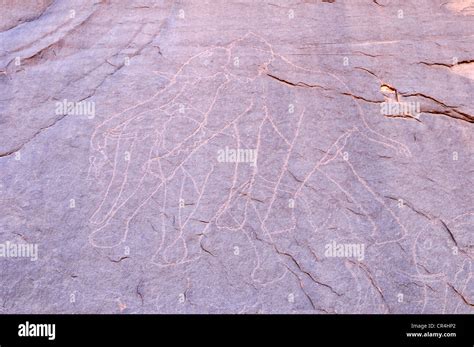 Neolithic Rock Art Elephant Engraving Of The Tadrart Tassili Najjer