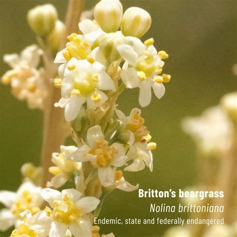 Florida Brittons Beargrass Nolina Brittoniana Endemic State And