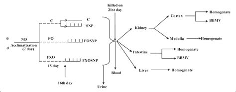 Schematic Representation Of Experimental Design C Control Snp