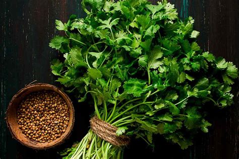 26 Facts About Cilantro
