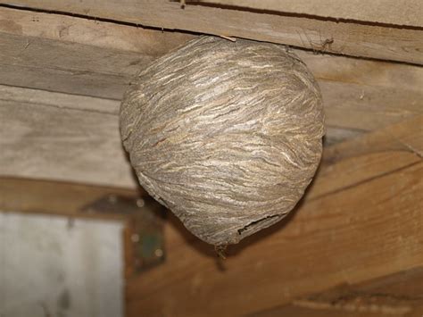 Where Do Queen Wasps Hibernate Pest Exterminators Essex