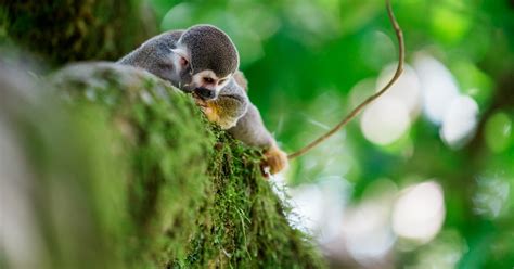 Ecología Ecuador Reconoció Un Nuevo Corredor De Conectividad Para Proteger La Amazonía Y