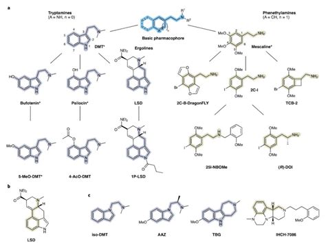 How Psychedelics Work