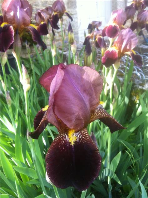 Iris Couleur Prune Fleurs Couleur Prune Iris
