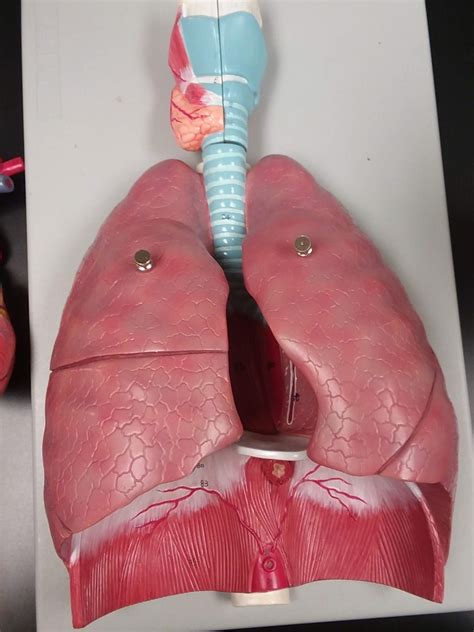 Lung Model Identification Diagram Quizlet