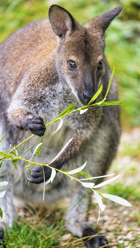 Wallaby Eating Bamboo A Photo On Flickriver