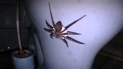 Why Are There Spiders In My Toilet At Albert Hoopes Blog