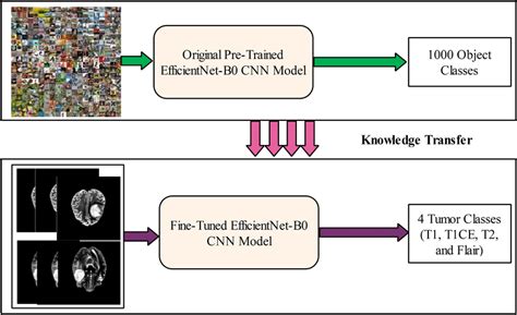 Transfer Learning‐based Training Of Fine‐tuned Model On Enhanced Tumor Download Scientific