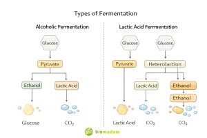 Types Of Fermentation Alcoholic Lactic And Examples