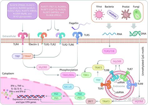 结核分枝杆菌潜伏感染机制及诊断产品介绍 知乎