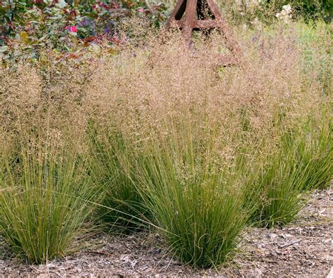 Best Native Grasses 7 Varieties To Add Drama To Your Yard Homes And