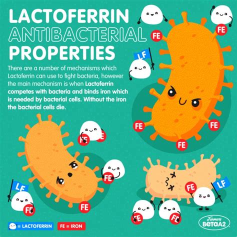 《암영양제 백과사전》 락토페린 Lactoferrin 네이버 블로그