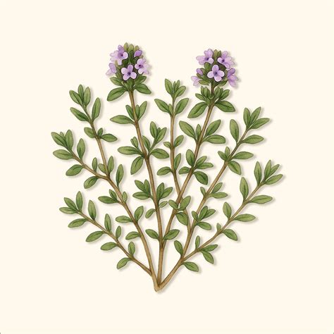 Organic Winter Thyme Seeds