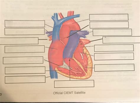 Heart Pt 1 Diagram Quizlet