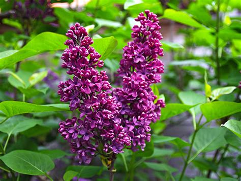 Ludwig Spaeth Lilac Grasshopper Gardens