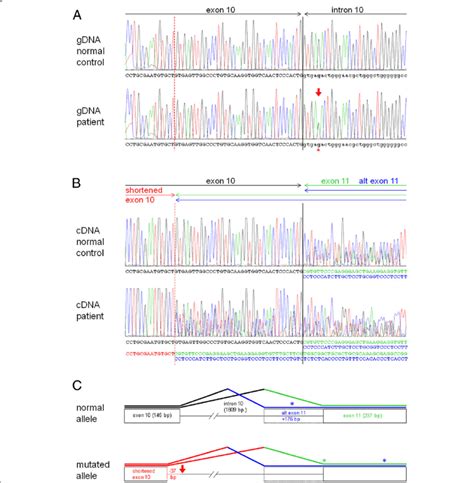 Electropherograms Of Sanger Sequences Of Syngap1 Genomic Dna Gdna A